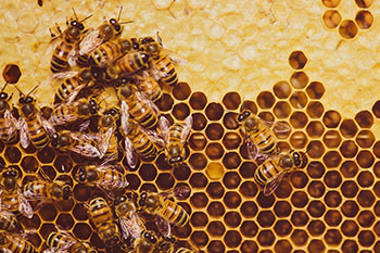 CEMC's Open Courseware